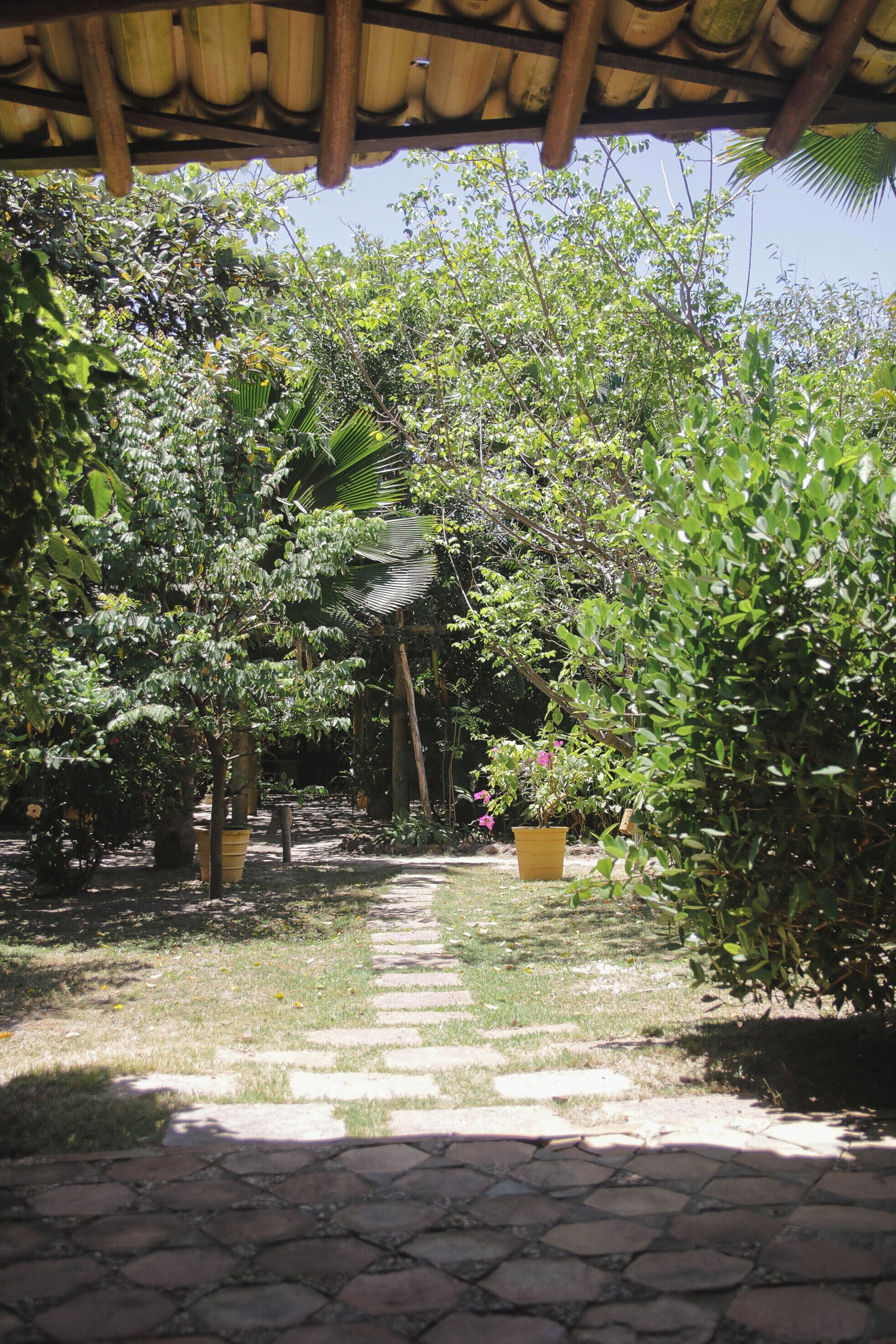 Um caminho no jardim com plantas em vasos e árvores.
