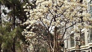 Uma árvore com flores brancas em um parque, com edifícios ao fundo.