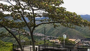Uma árvore com uma plataforma de observação, uma ponte e uma cidade ao longe.