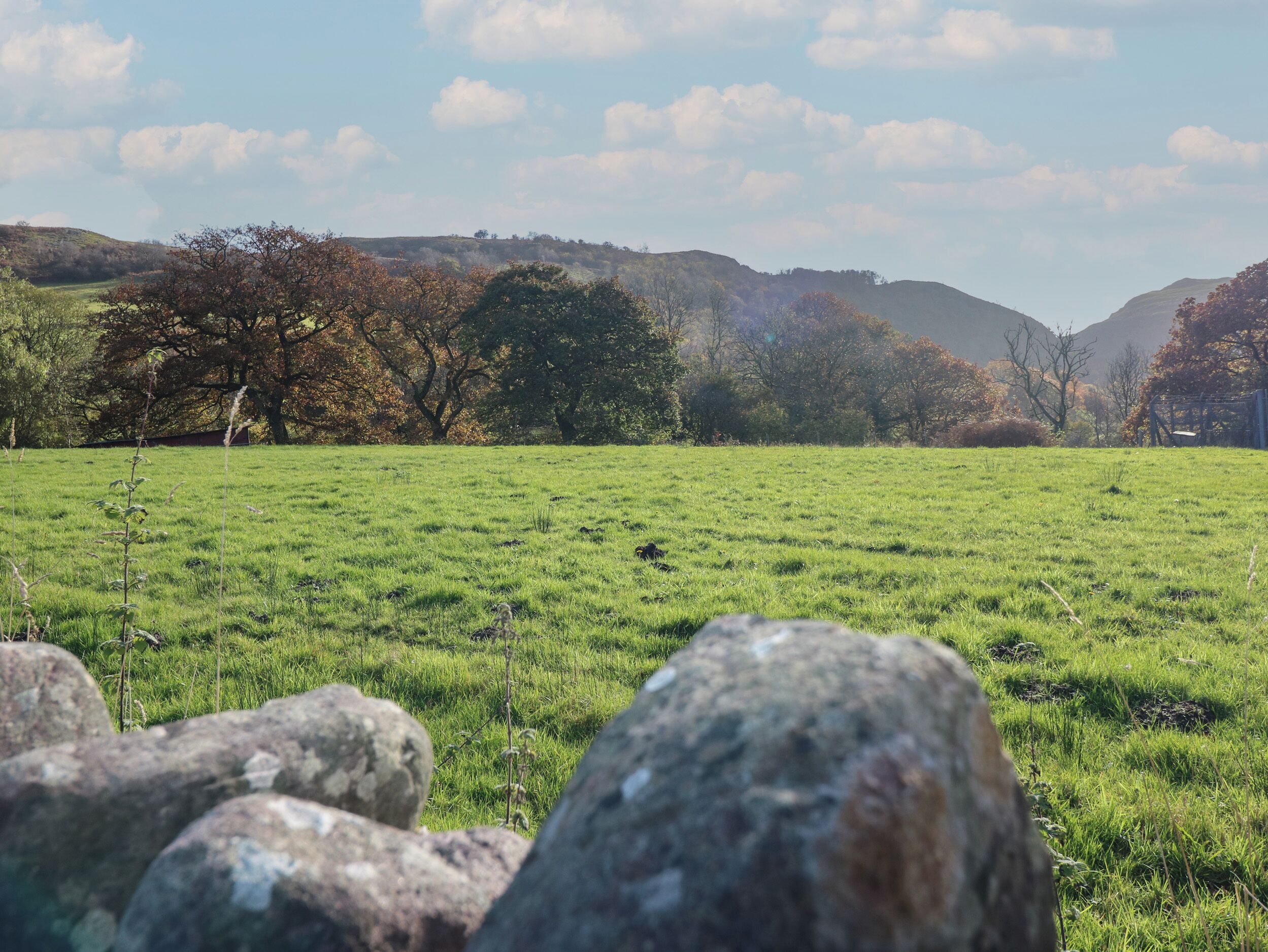 Um campo gramado com pedras grandes em primeiro plano e árvores ao fundo.