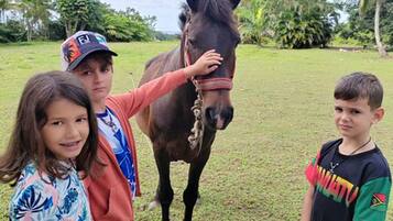 Um grupo de pessoas em uma área gramada, com um cavalo.
