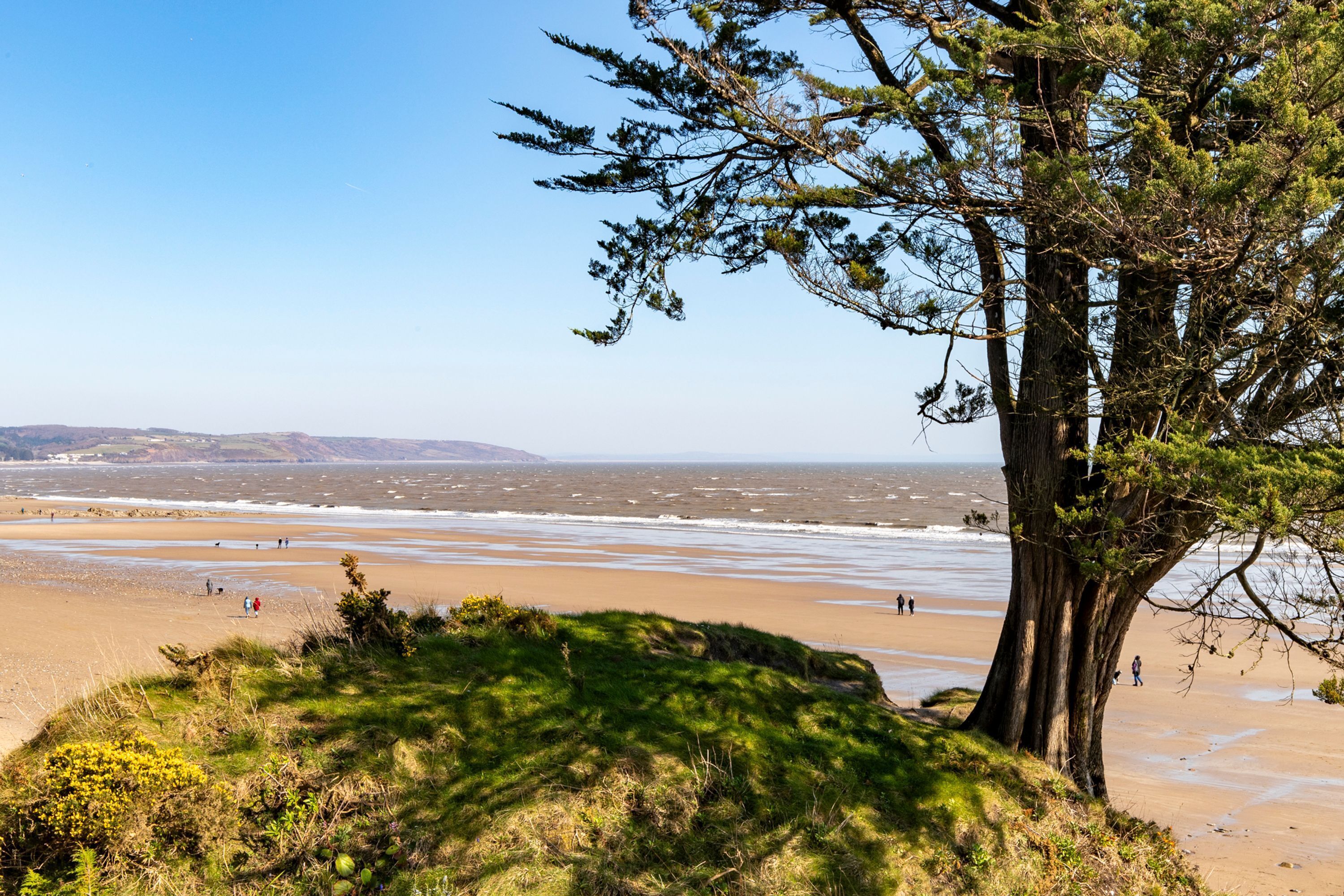 Uma praia com uma grande árvore em primeiro plano, a costa arenosa e o oceano ao fundo.
