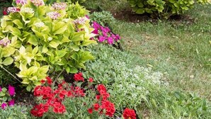 Um jardim com diversas plantas e uma grande árvore.