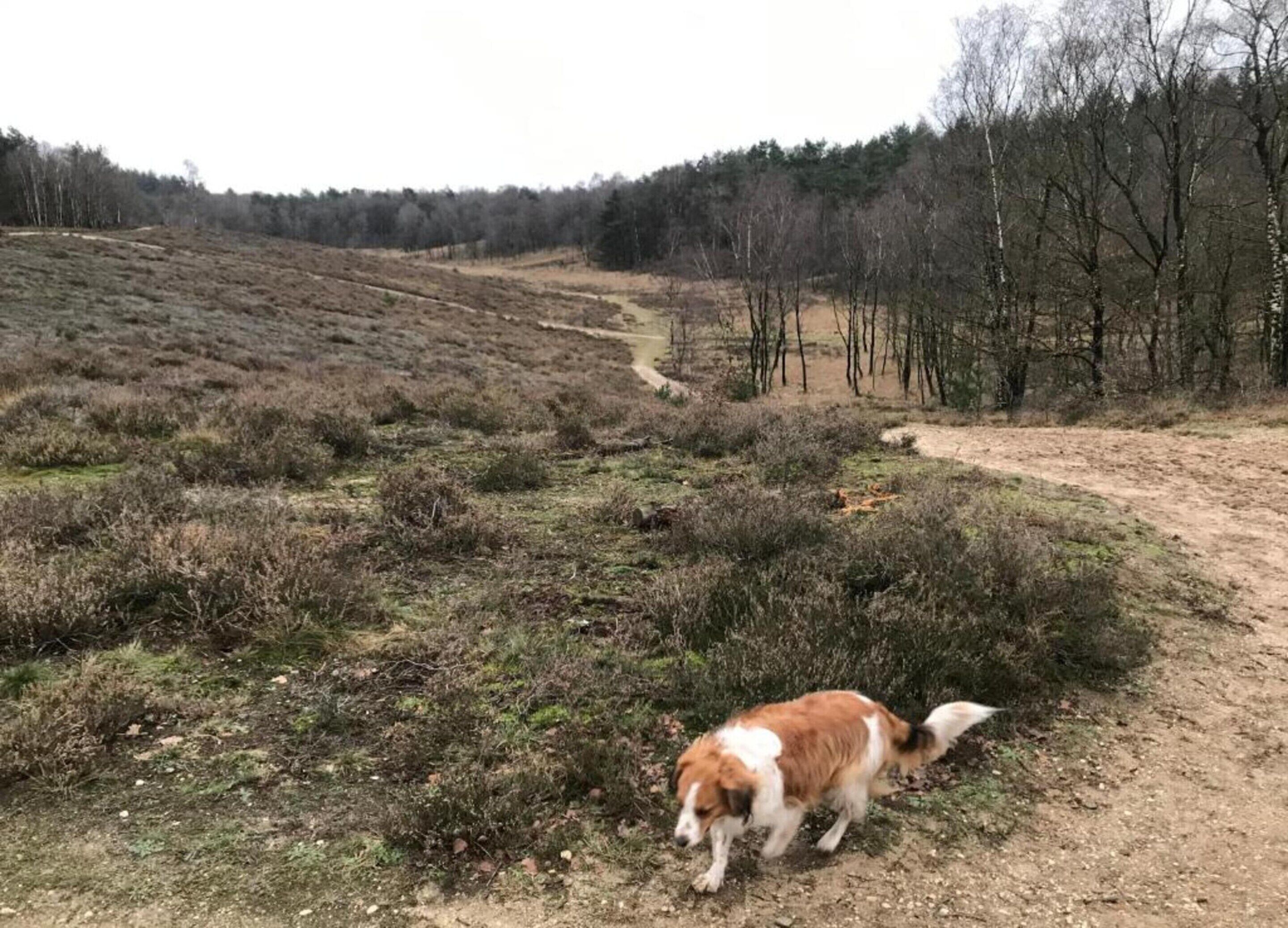 Um cão caminhando por uma trilha de terra em área natural aberta, com vegetação escassa e árvores ao fundo.