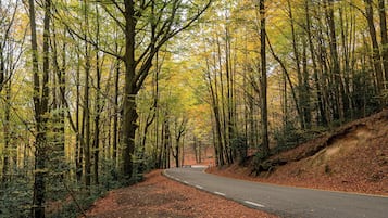 Uma estrada sinuosa serpenteando por uma floresta de árvores altas, com um banco à beira do caminho.
