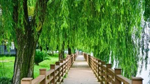 Uma ponte de madeira com guarda-corrimão de metal, rodeada por árvores verdes e exuberantes.