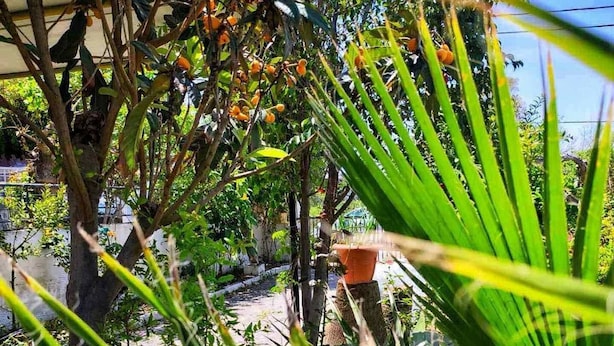 Um jardim com diversas plantas, incluindo uma palmeira e uma árvore com frutos laranja.