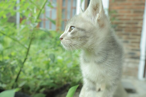 Chrisma Bed And Breakfast - Tomohon