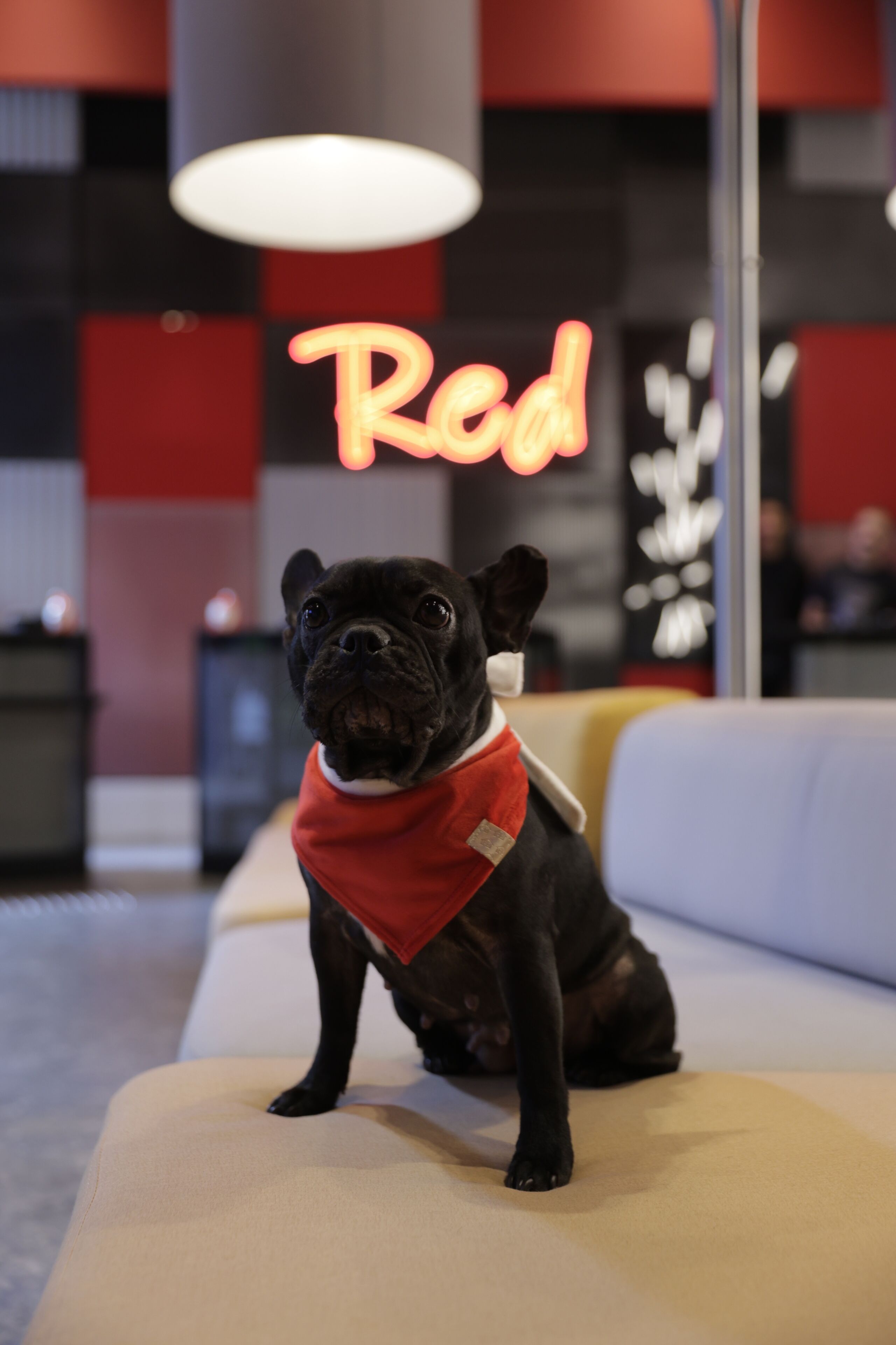 Um cão preto com uma bandana vermelha sentado em um sofá bege em um interior moderno com esquema de cores vermelho e preto.