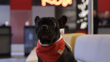 Um cão preto com uma bandana vermelha sentado em um sofá bege em um interior moderno com esquema de cores vermelho e preto.