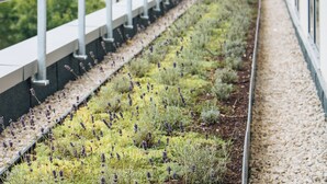 Uma varanda com guarda-corpo de metal, uma fileira de plantas de lavanda e um edifício ao fundo.