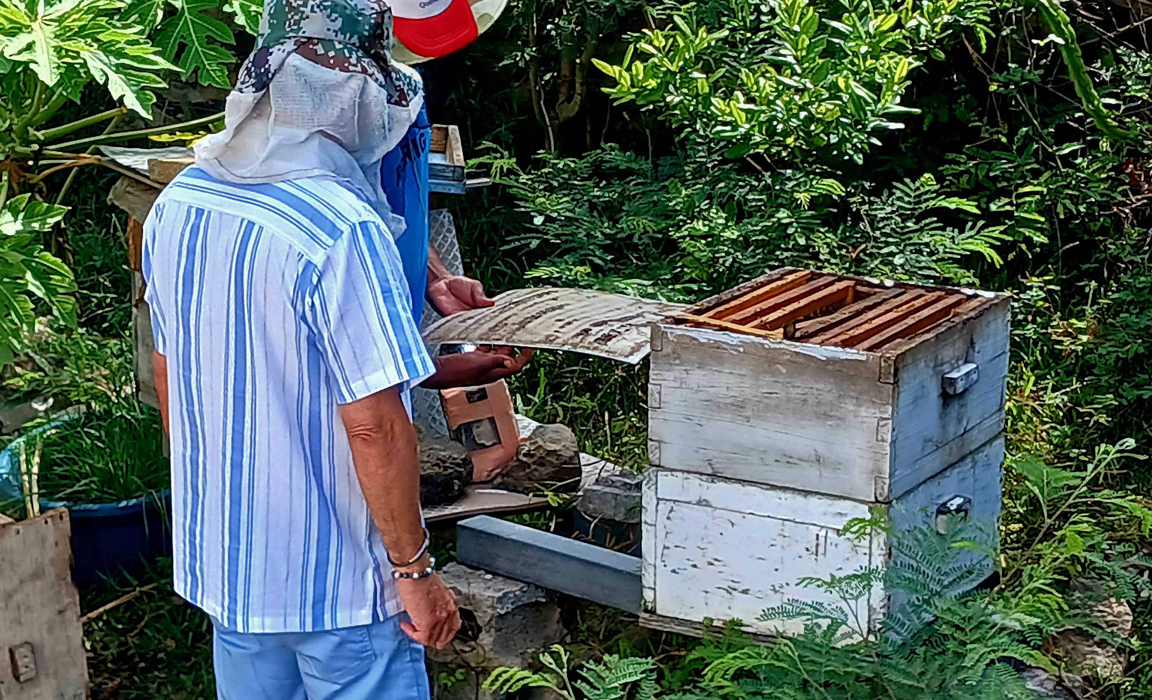 Uma pessoa em pé ao lado de uma estrutura de madeira com vários compartimentos, cercada por folhagem verde densa.
