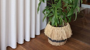 Uma planta em vaso de fibra sobre piso de madeira, ao lado de uma cortina branca.