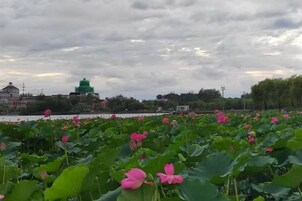 Um lago de lótus com vista para edifícios ao fundo.