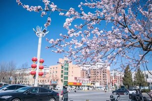 Cena de rua com cerejeiras em flor, um poste de luz alto e edifícios ao fundo.