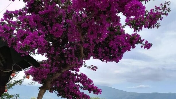Um deck de madeira com guarda-corpos brancos, um banco e uma árvore de bougainvillea com flores roxas.