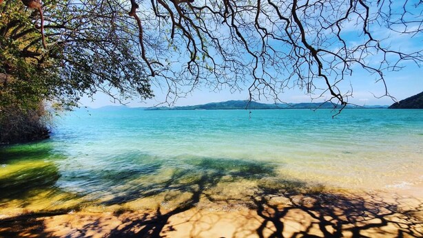 Uma praia com águas cristalinas, areal arenoso e uma árvore sem folhas.