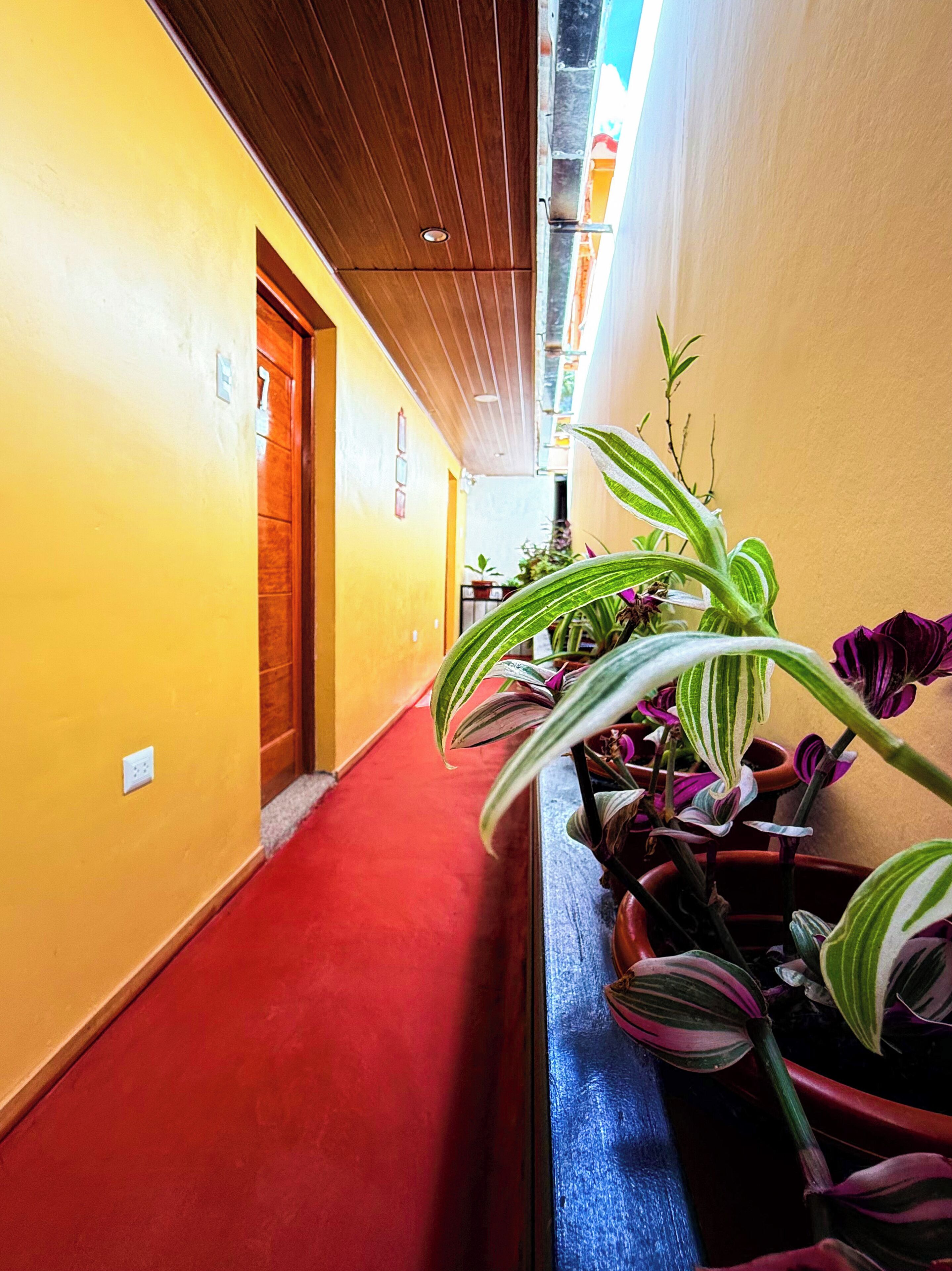 Um corredor com paredes amarelas, tapete vermelho, portas de madeira e vasos com plantas.