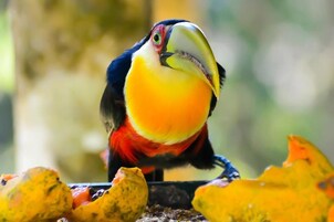 Um tucano com um bico grande, penas coloridas e um fundo natural desfocado.