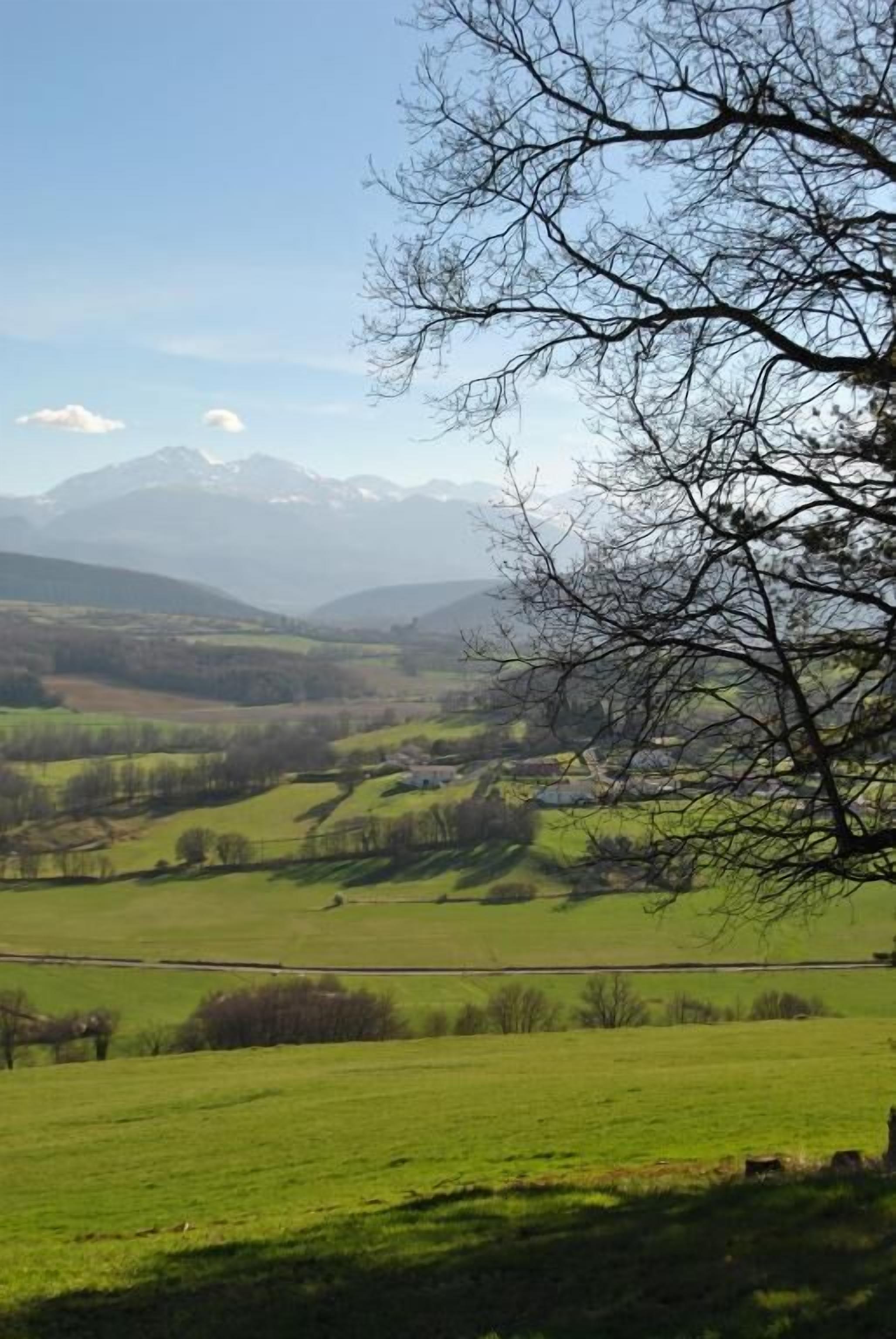 Paisagem rural com colinas ondulantes, céu limpo e uma árvore sem folhas em primeiro plano.