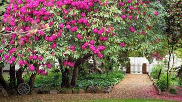 Um caminho no jardim rodeado por flores rosa vibrantes e folhagem verde.