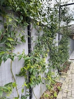 Paredes com plantas trepadeiras, uma janela e um caminho de pedra.