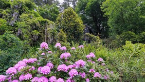 Um jardim com folhagem densa e arbustos floridos em tons de rosa.