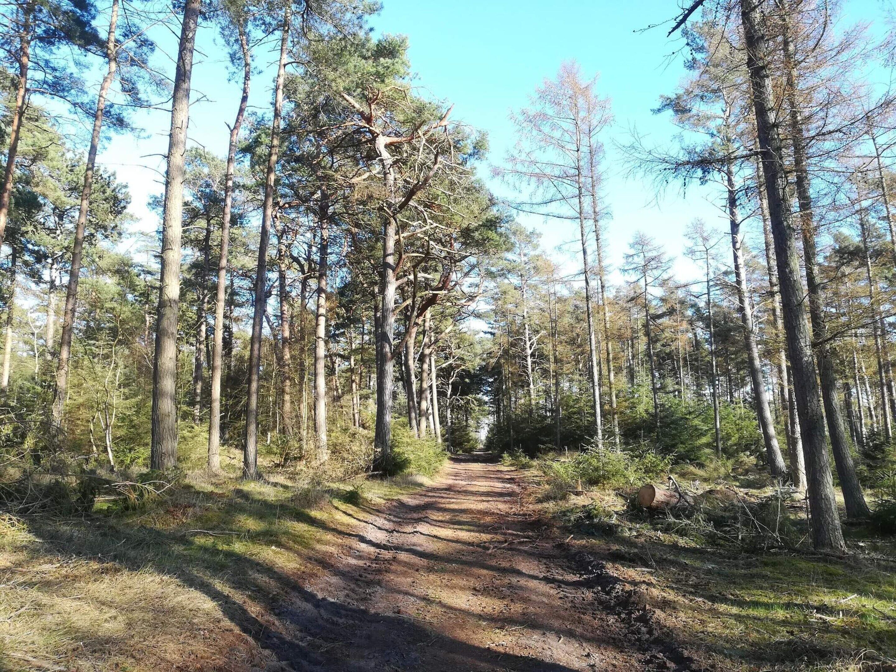 Uma área arborizada com um caminho de terra.