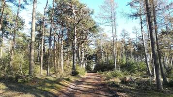 Uma área arborizada com um caminho de terra.