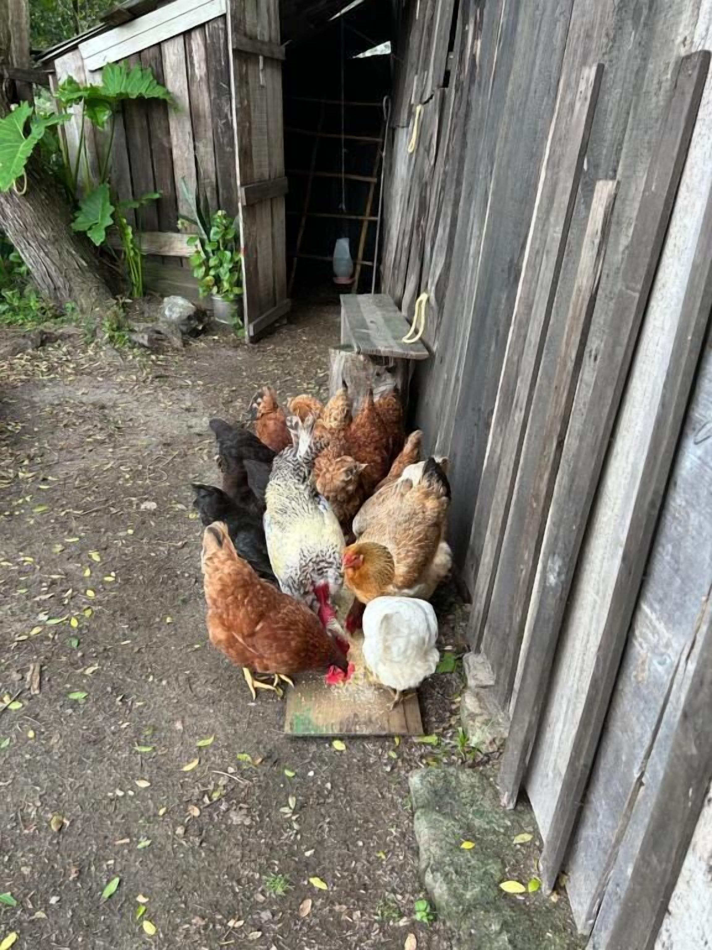 Um grupo de galinhas reunido perto de uma estrutura de madeira, possivelmente um galinheiro ou celeiro, com chão de terra e alguma vegetação ao fundo.