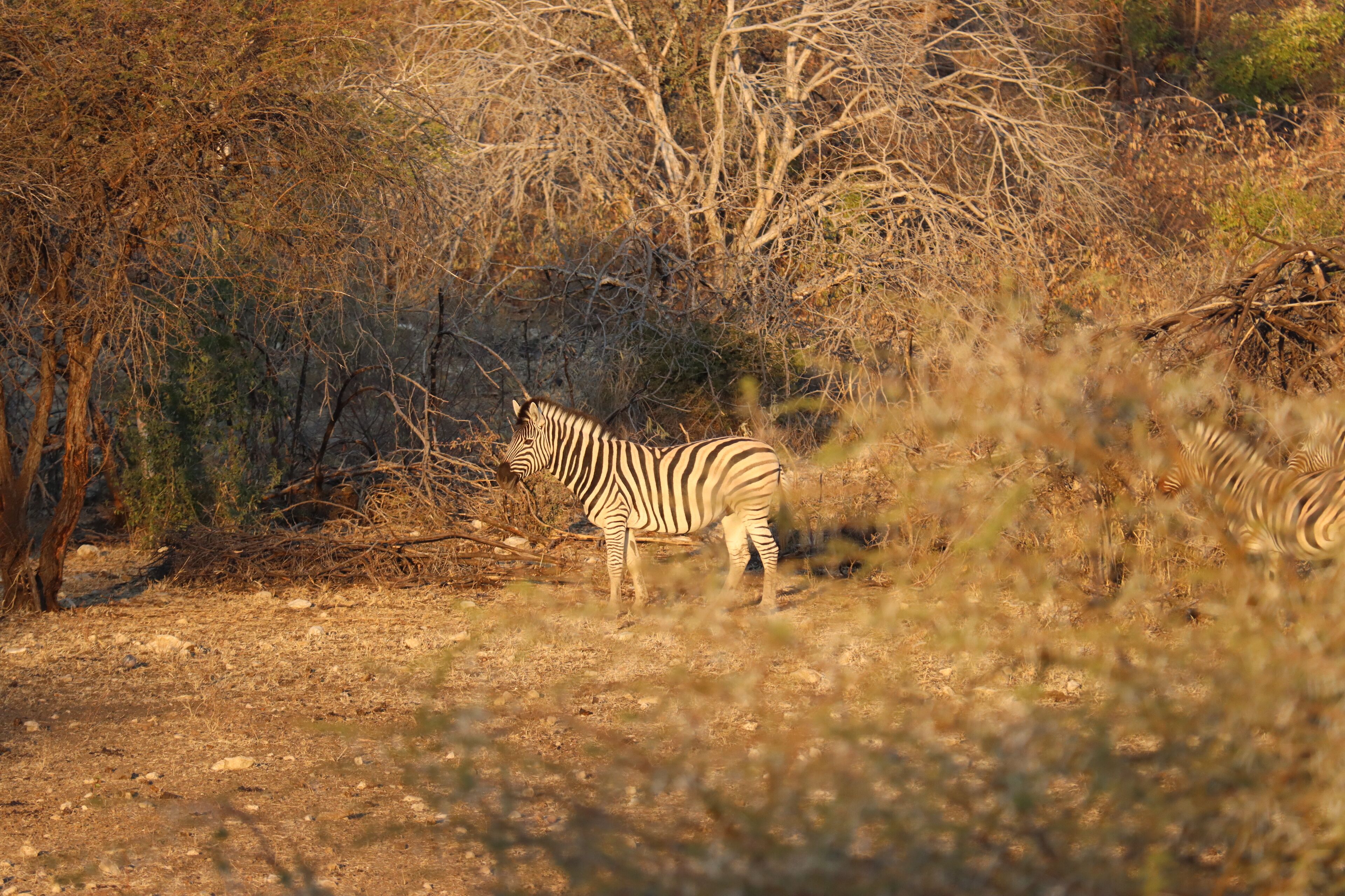 Uma zebra em uma área seca e gramada, com árvores e arbustos esparsos.