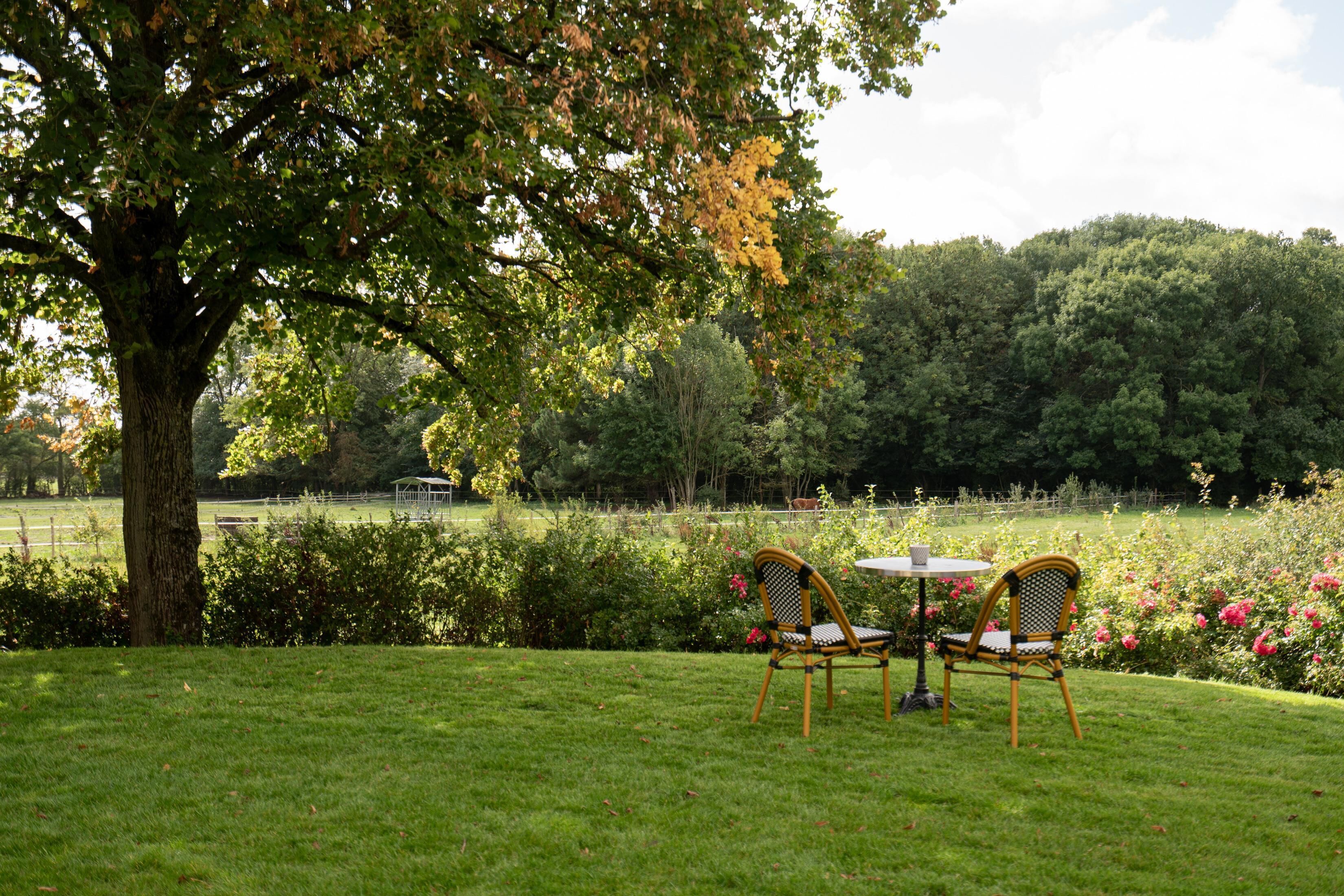 Um jardim com uma grande árvore, duas cadeiras de vime e uma mesa pequena.