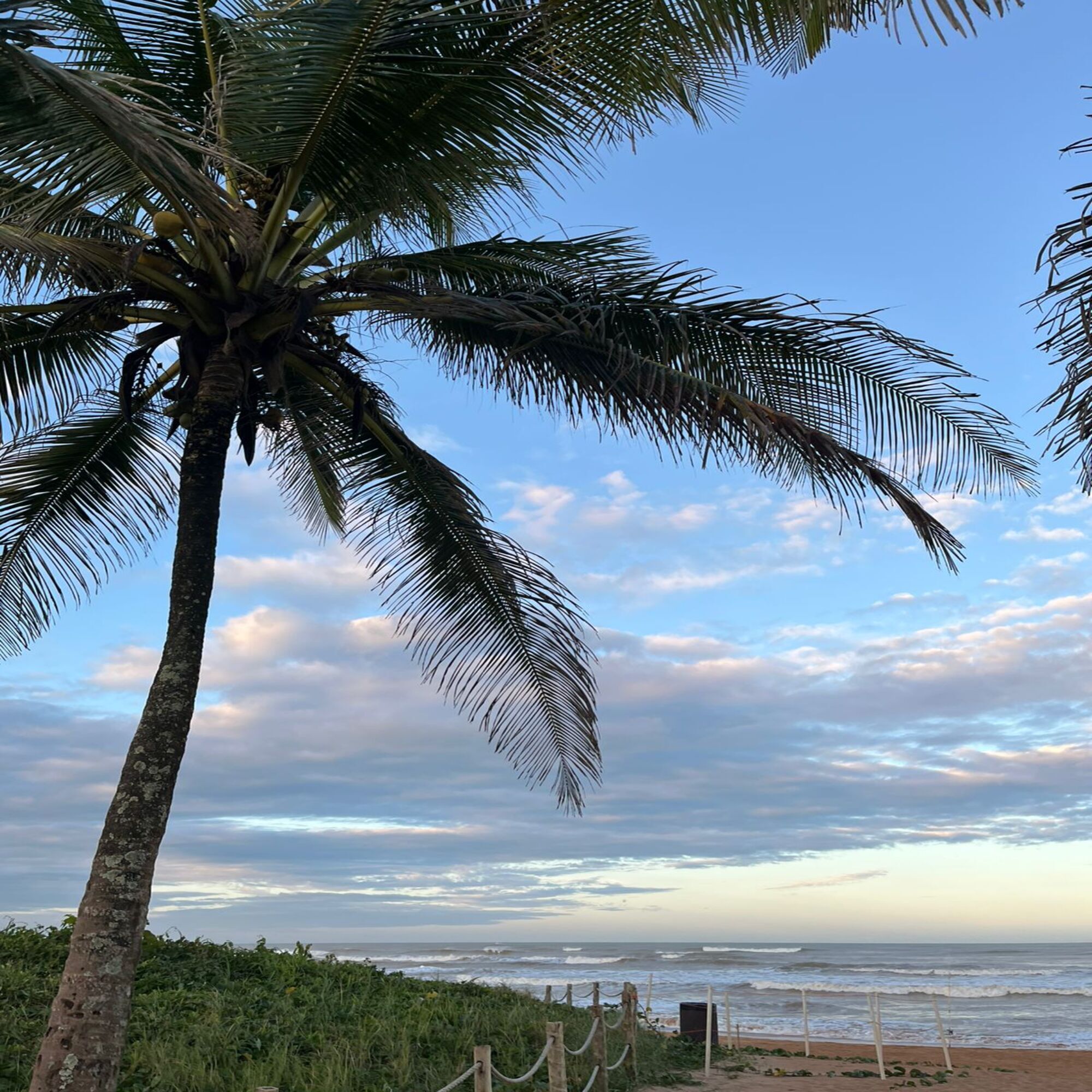 Cena de praia com palmeira, ondas do oceano e céu nublado.