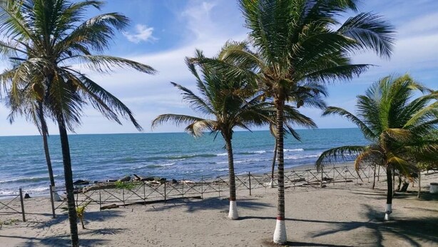 Uma praia com palmeiras e uma cerca ao longo da orla.