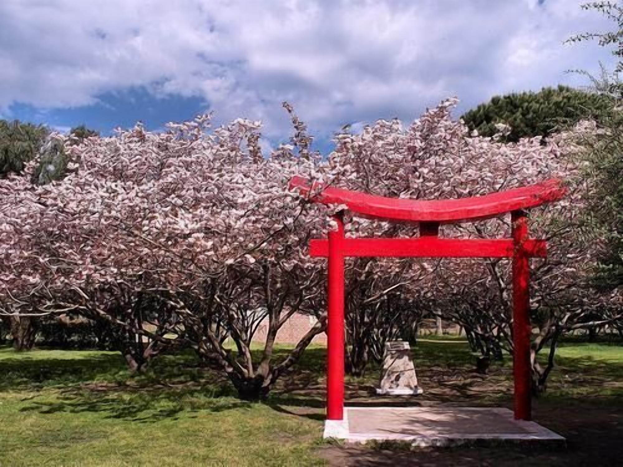 Um portão torii vermelho em um parque com cerejeiras em flor ao fundo.