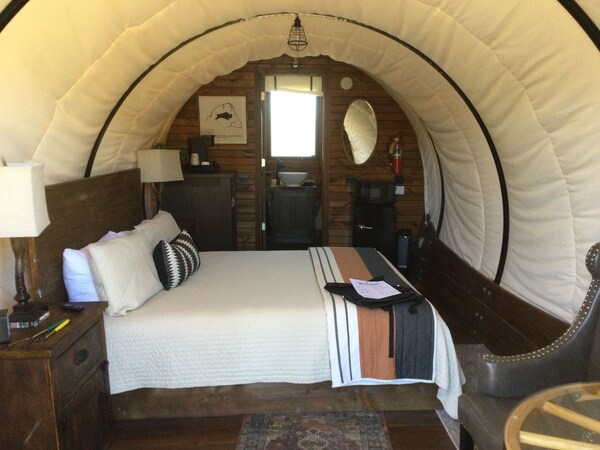 Zion White Bison - Utah