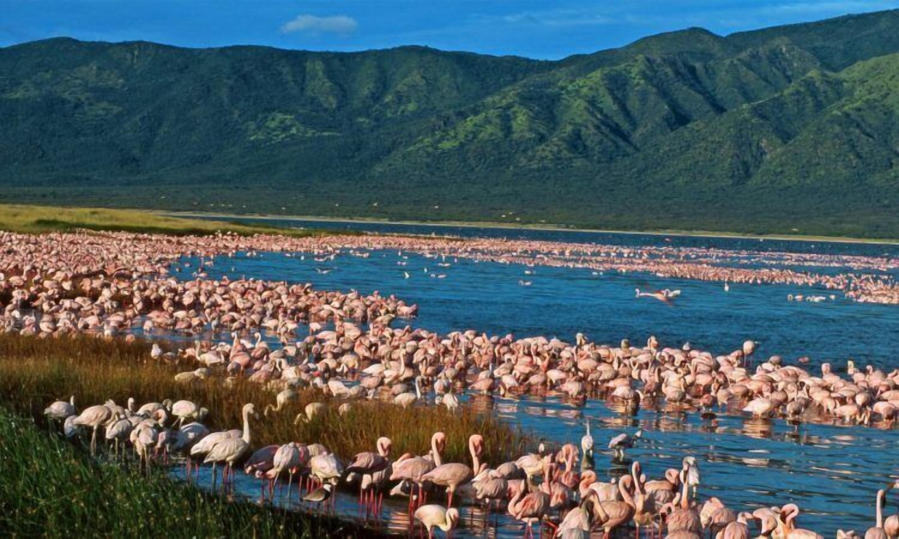 Grande corpo d'água com inúmeros flamingos e paisagem montanhosa ao fundo.