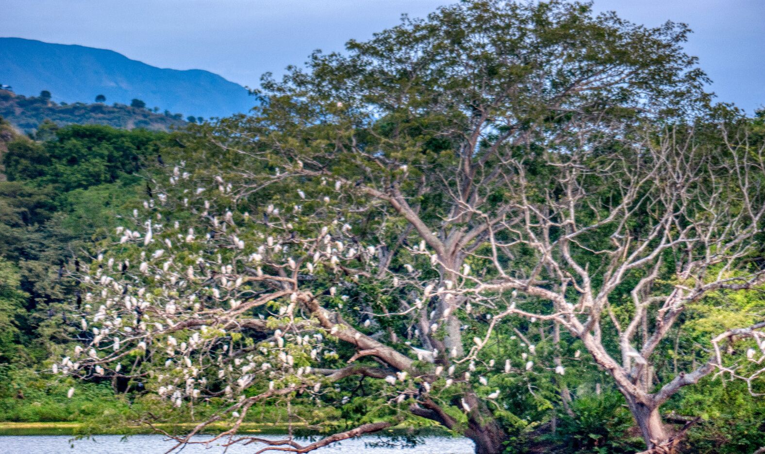 Uma árvore com galhos se estendendo sobre um corpo d'água, rodeada por vegetação densa e uma montanha ao fundo.