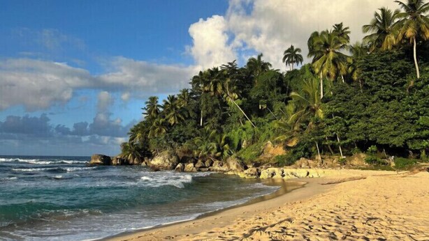 Uma praia com águas azul-claras, areal arenoso e palmeiras.