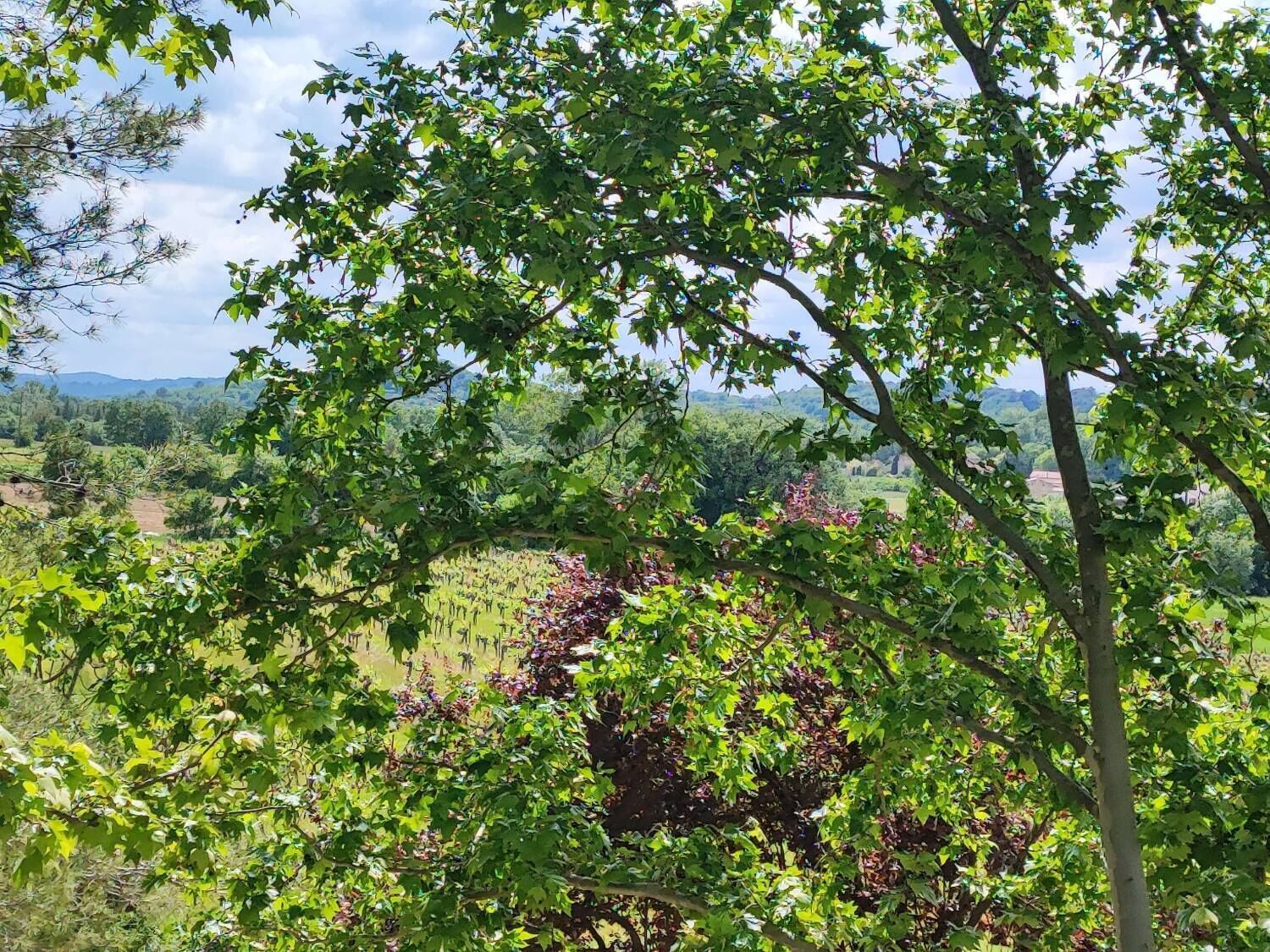 Chambre Alezane, vue sur les vignobles | Vista do quarto