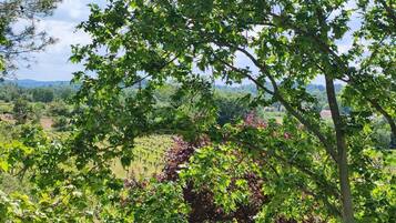 Chambre Alezane, vue sur les vignobles | Vista do quarto
