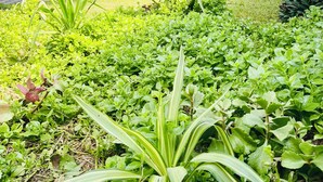 Jardim com diversas plantas e uma casa ao fundo.