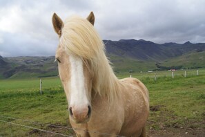 Passeios a cavalo