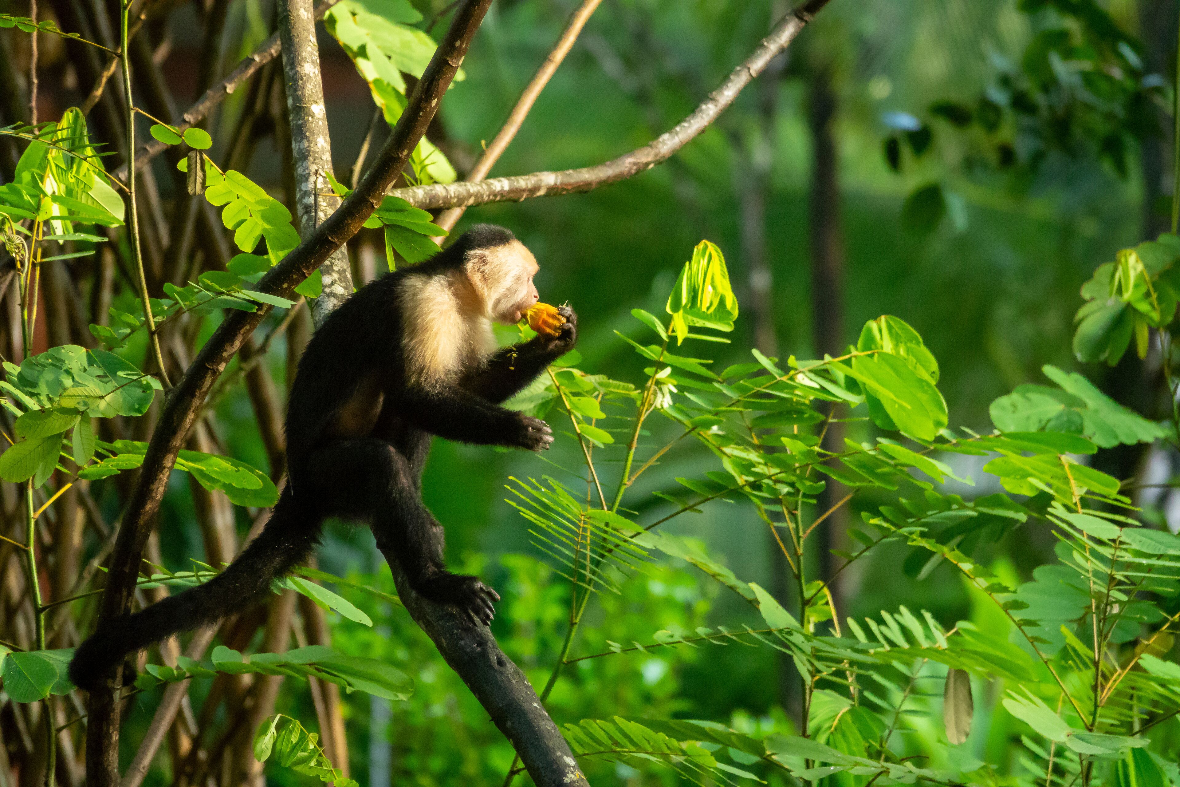 Um macaco comendo frutas em uma floresta verdejante.