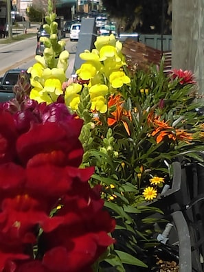 Vista da rua com um arranjo de flores em primeiro plano.