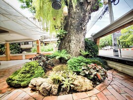Uma árvore com plantas pendentes, uma área pavimentada com pedras e plantas, e um edifício com galeria coberta.
