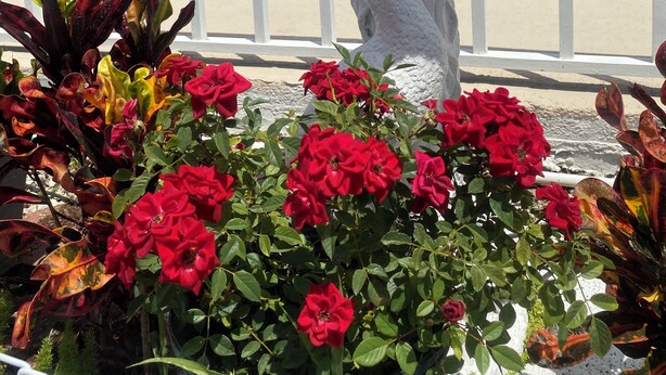 Uma fonte de pedra decorativa com base retorcida, rodeada por flores vermelhas vibrantes e folhagem tropical, com um lago e palmeiras ao fundo.