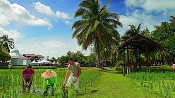 Quarto solteiro standard, 1 cama King | Vista para o resort