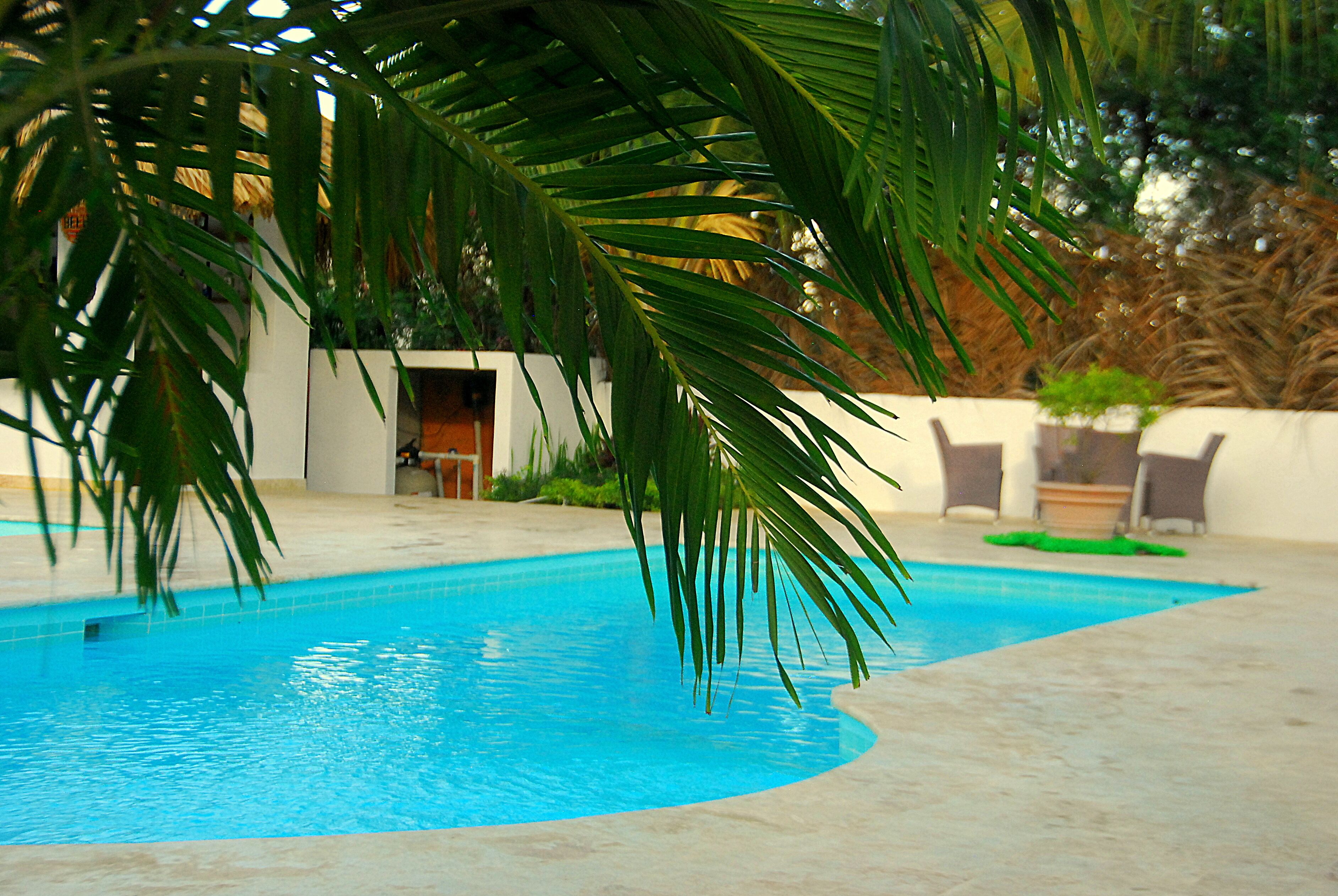 Piscina com borda curva, rodeada por um muro branco e uma pequena área verde com plantas.
