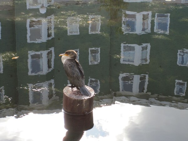 Mount Saint Vincent University Residence - Hostel - Nouvelle-Écosse